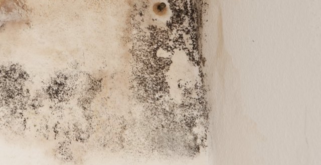 Come eliminare la muffa dai muri definitivamente | colorivernici.it